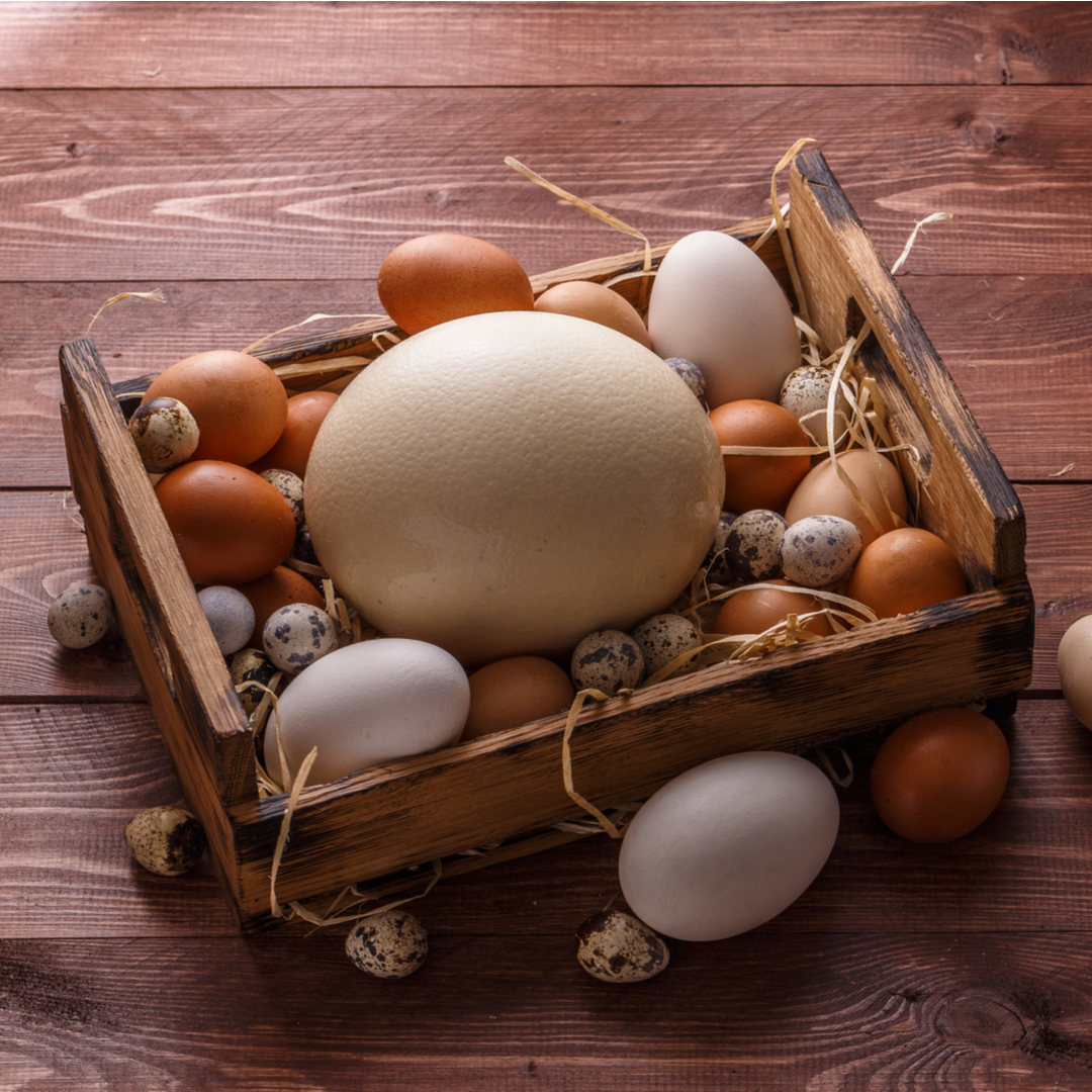 Buy Fresh Gourmet Eggs Online | London Grocery