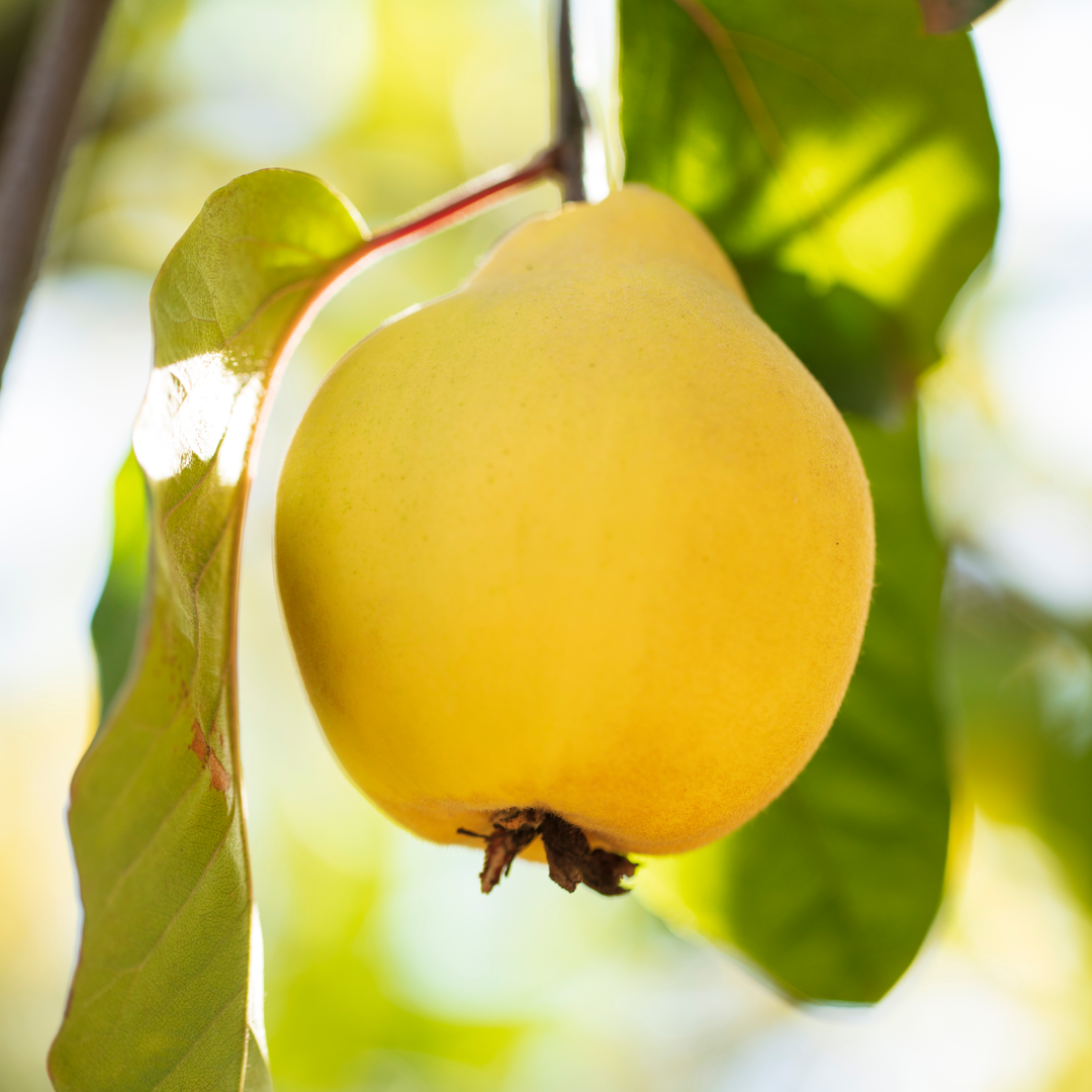 Buy Apple & Stone Fruits Online | London Grocery