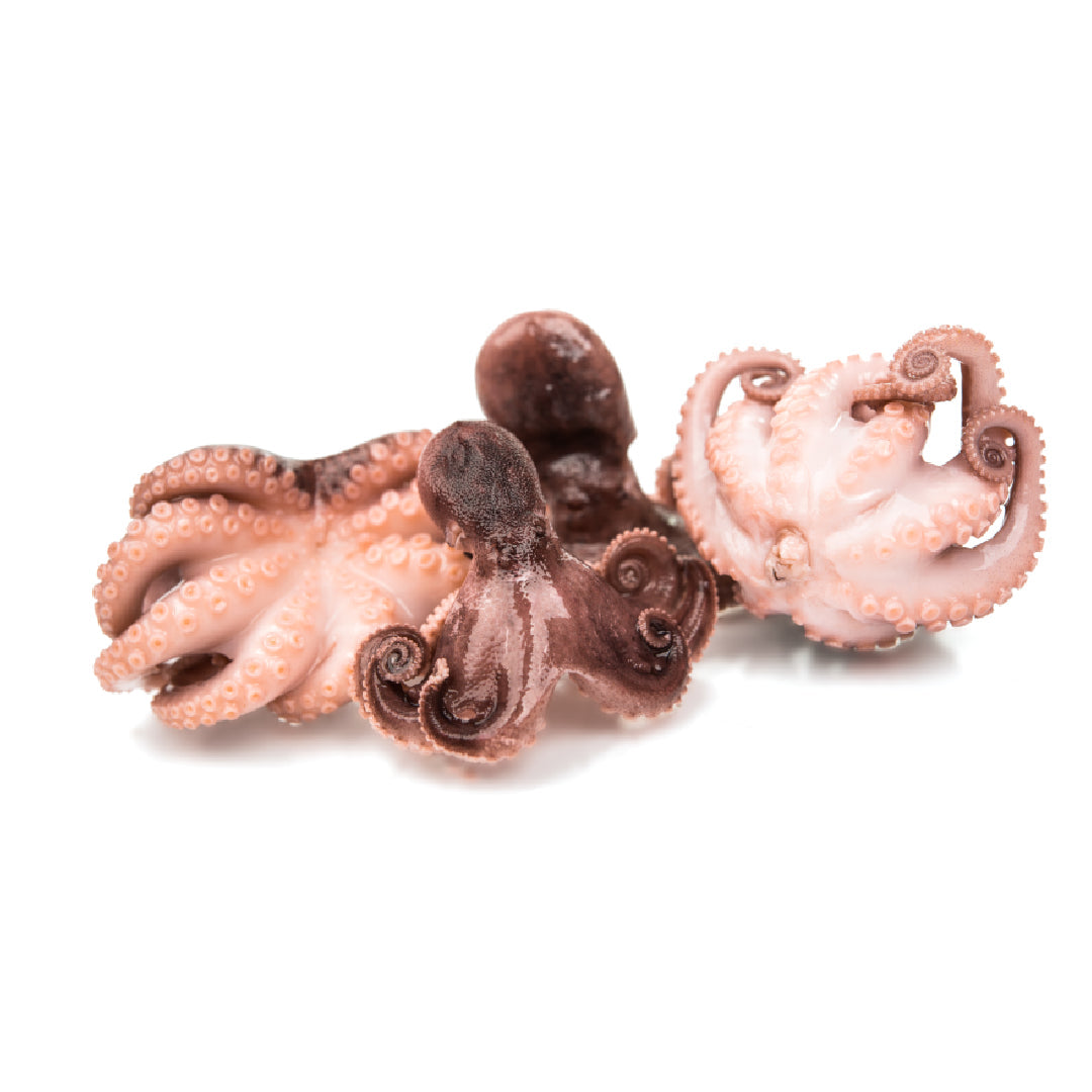 Buy Frozen Raw Cleaned Baby Octopus 20-40 (1kg x 10 Packs) | London Grocery