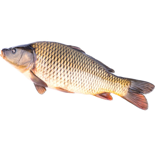 Carp Fish New Efforts Rolled Out To Control Pest Fish Koi Carp In