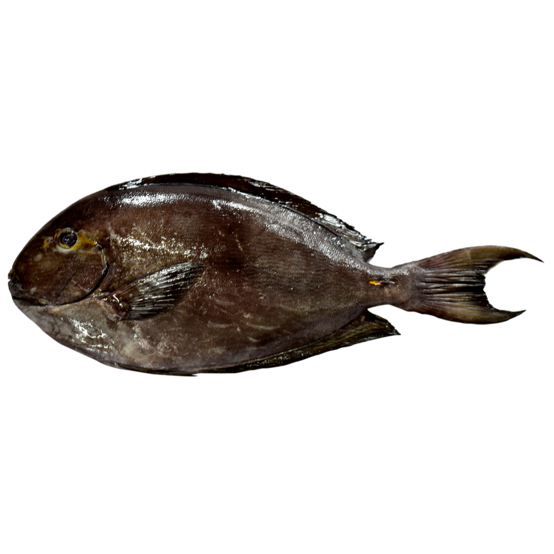 Surgeonfish | Chirurgien | London Grocery