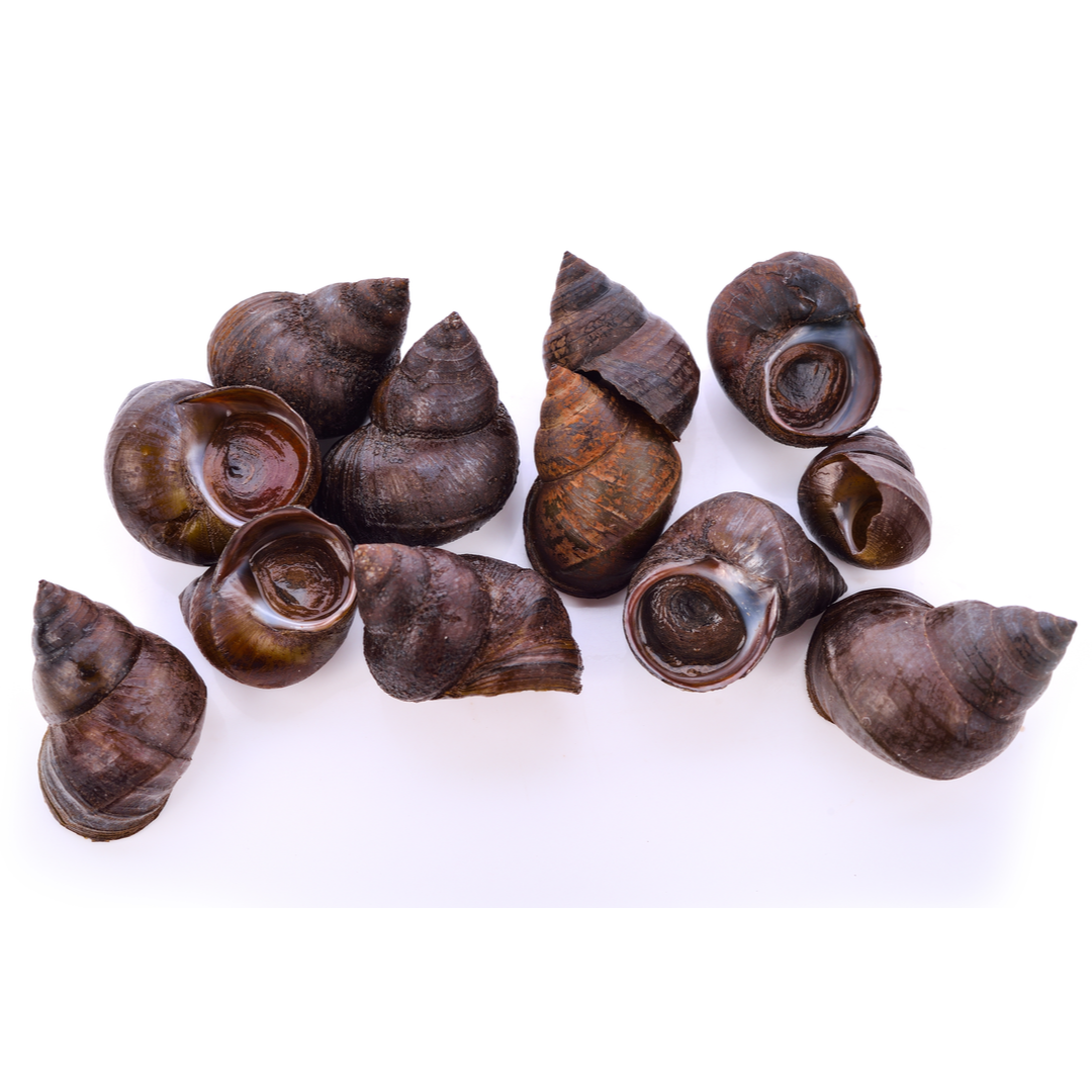 Live Winkles | London Grocery