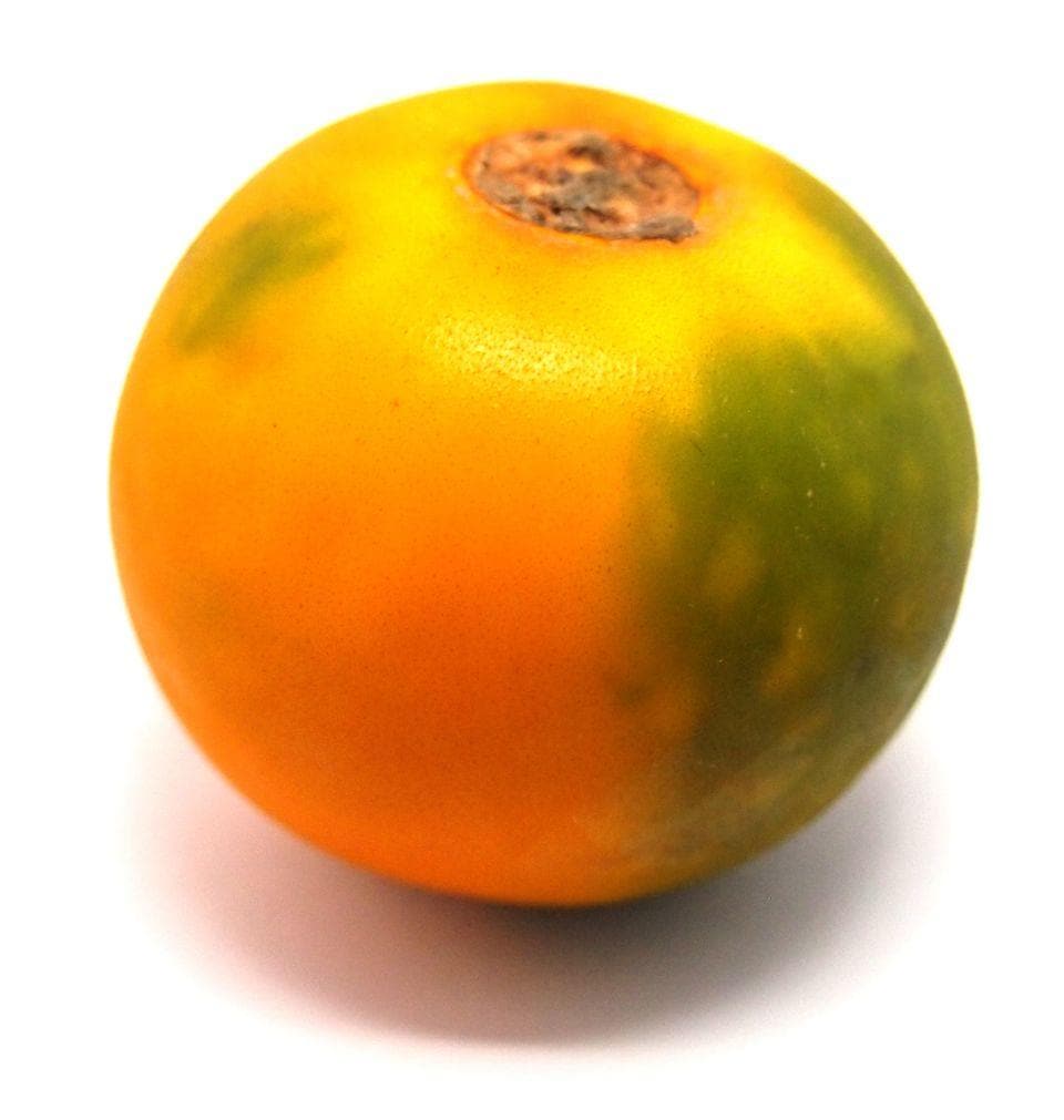 Fresh Colombian Lulo Fruit | London Grocery