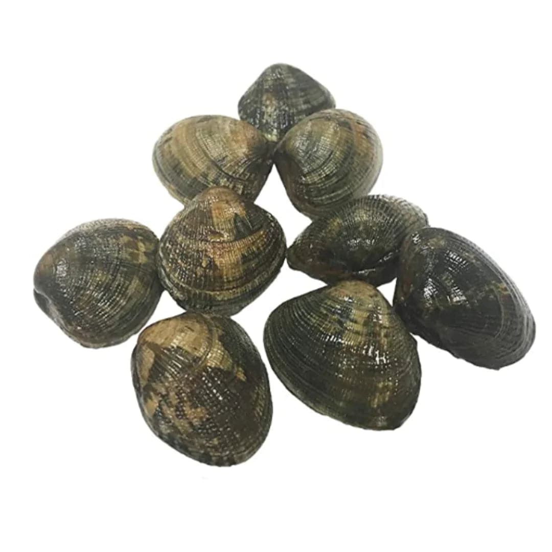 Live Clams Live Palourde Clams 1kg | London Grocery