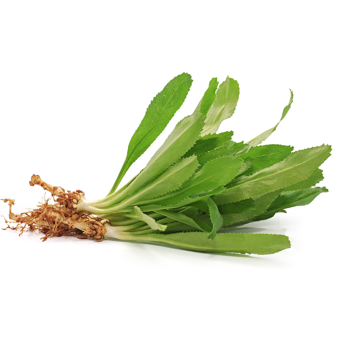 Pakchee Farang | Parsley Sawtooth | London Grocery