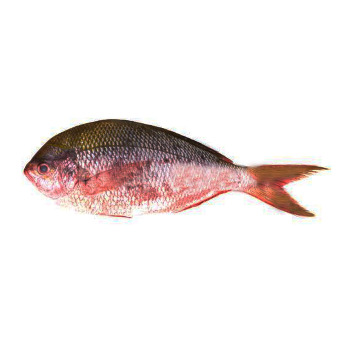 Rainbow Snapper 2 Kg| London Grocery