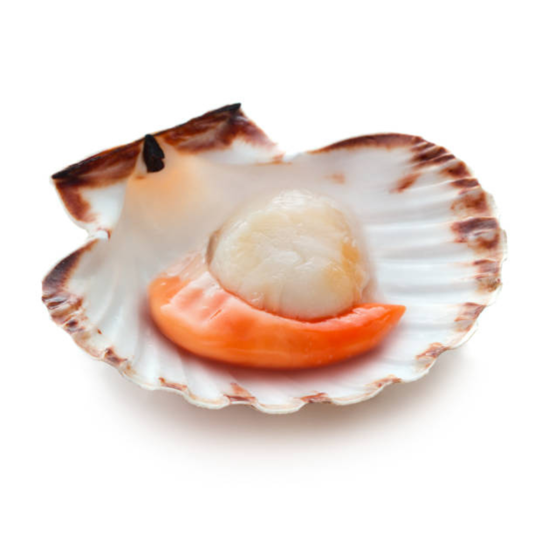 Buy Scallops Scotland 500gr | London Grocery
