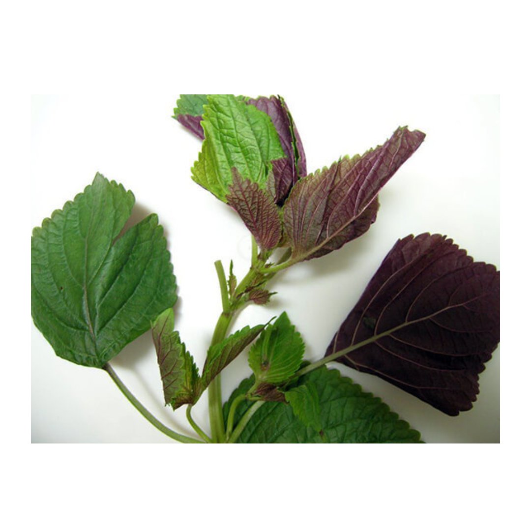 Thai Vietnamese Perilla 100gr | London Grocery