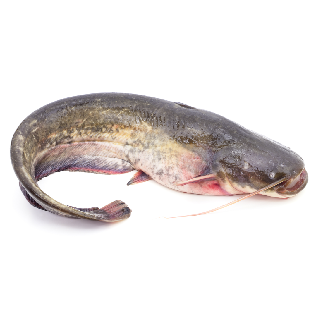 Buy Freshly Frozen Whole Large Catfish | 1 Unit | London Grocery